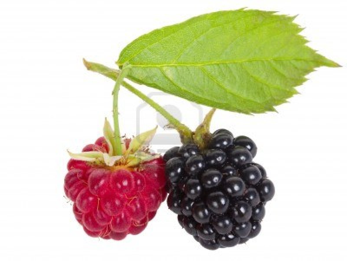 Frutas Sabrosas : Mora