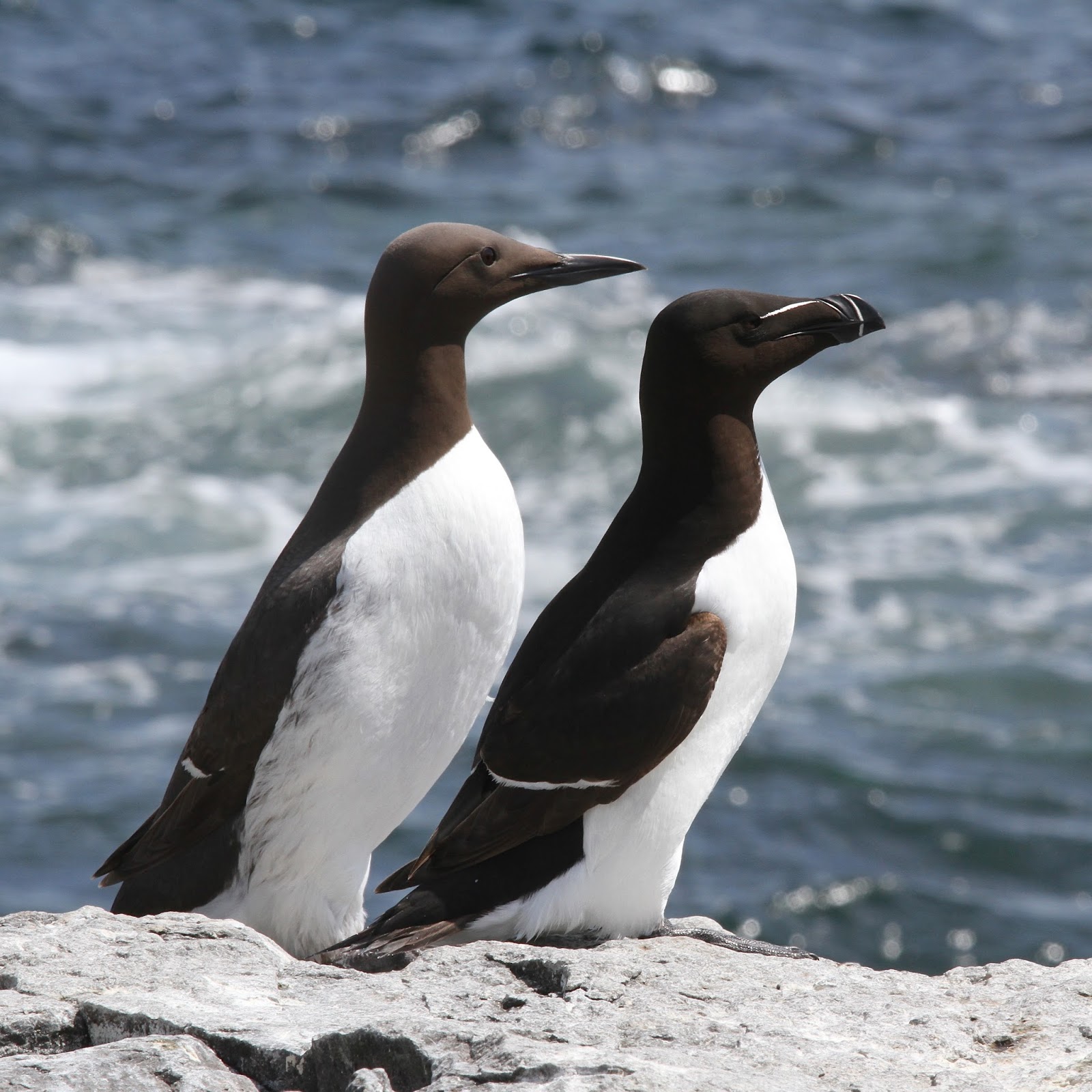 TrogTrogBlog: Bird of the week - Guillemot