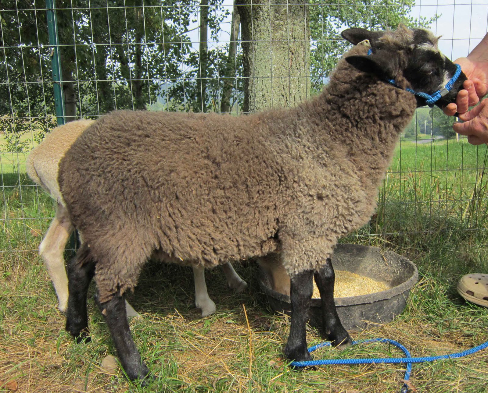 Tucker Talks and Tails