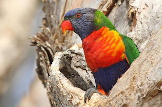 PARROT, PARAKEET, LOREKEET, MACAW - Photo Gallexy | Beautiful and ...