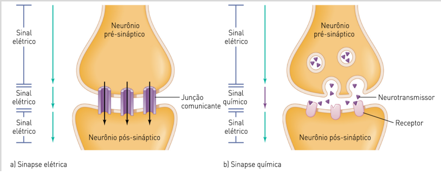Plantando Ciência: Sinapses Químicas