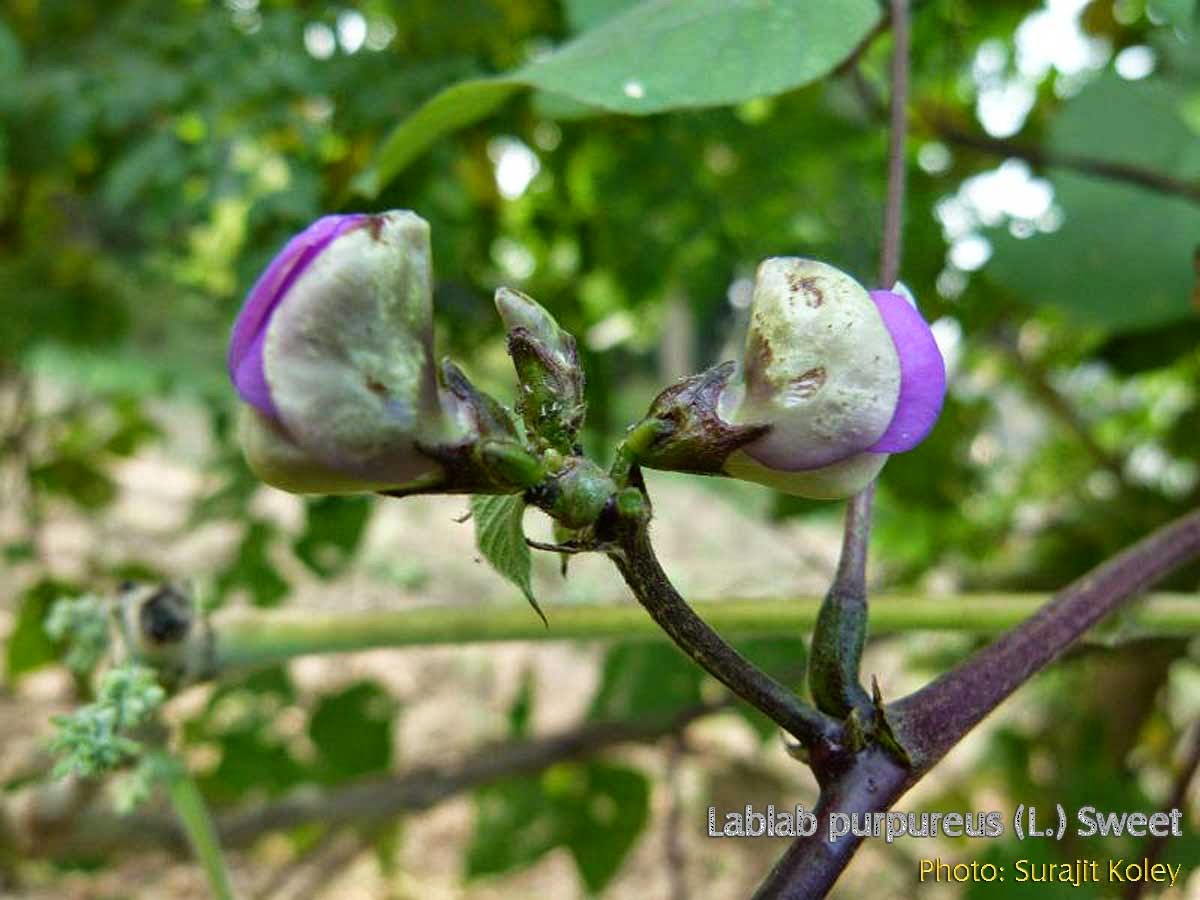 Medicinal Plants: Lablab purpureus, Chikkudu, Avarai