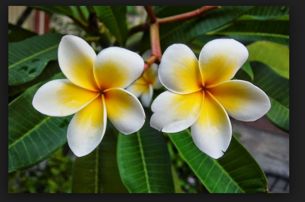 Toko Bunga & Florist Rangkasbitung Murah 24 Jam No #1: September 2018