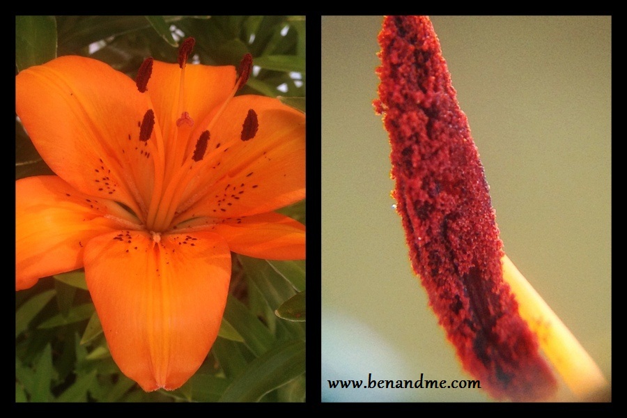 Discovery Scope: our favorite nature study tool - Ben and Me