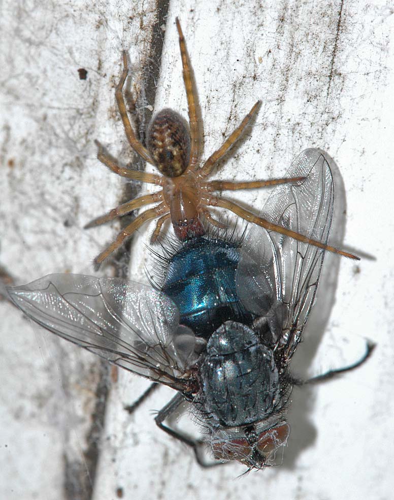 CABINET OF CURIOSITIES: The Spider and the Fly