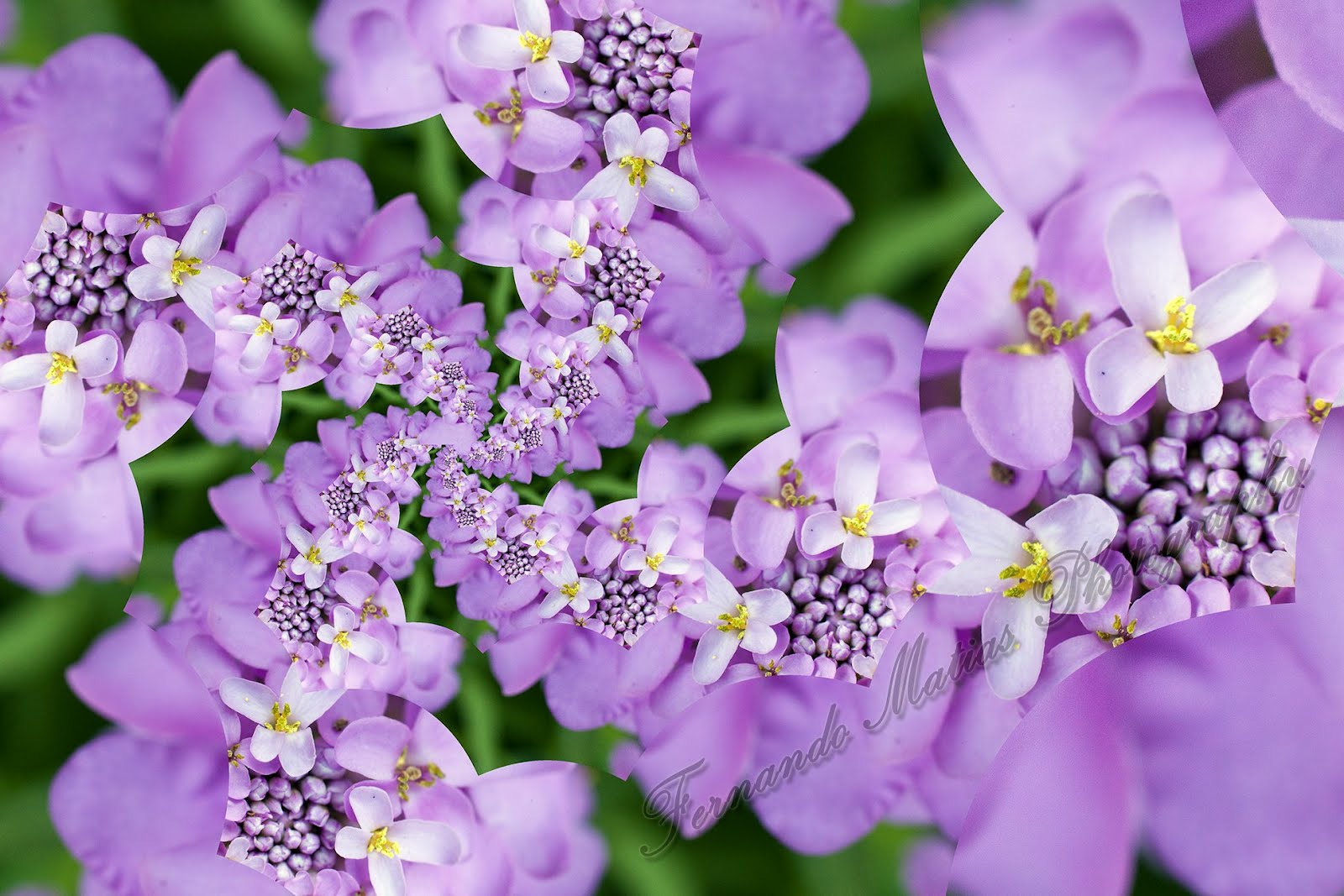 Fernando Matias Photography - Ottawa Ontario - Ottawa Wedding ...