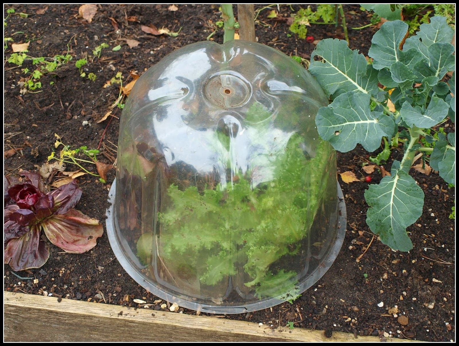 Mark's Veg Plot: Cloches