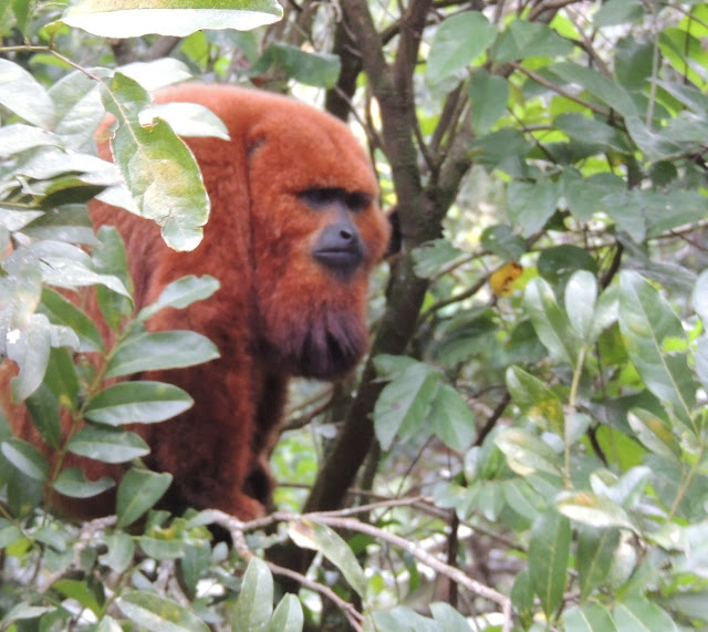 Observando Aves: Bugio-ruivo
