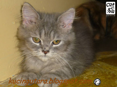 Kucing Utara: Botol Susu & Susu untuk kucing