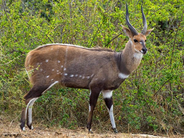 All Wildlife Photographs