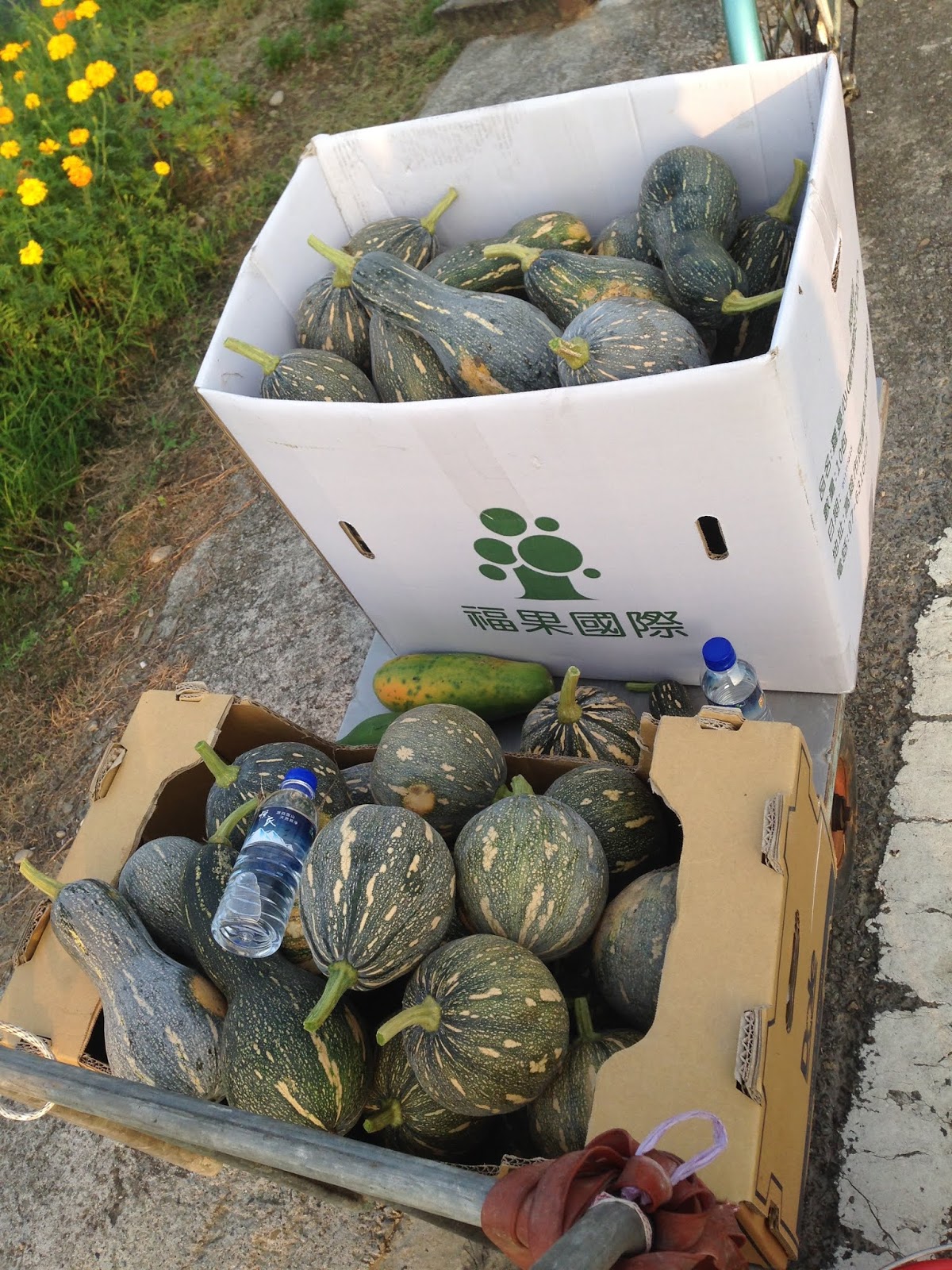 GongGuan,Miaoli,Taiwan-Village style,Pumpkins in farmland - More than ...