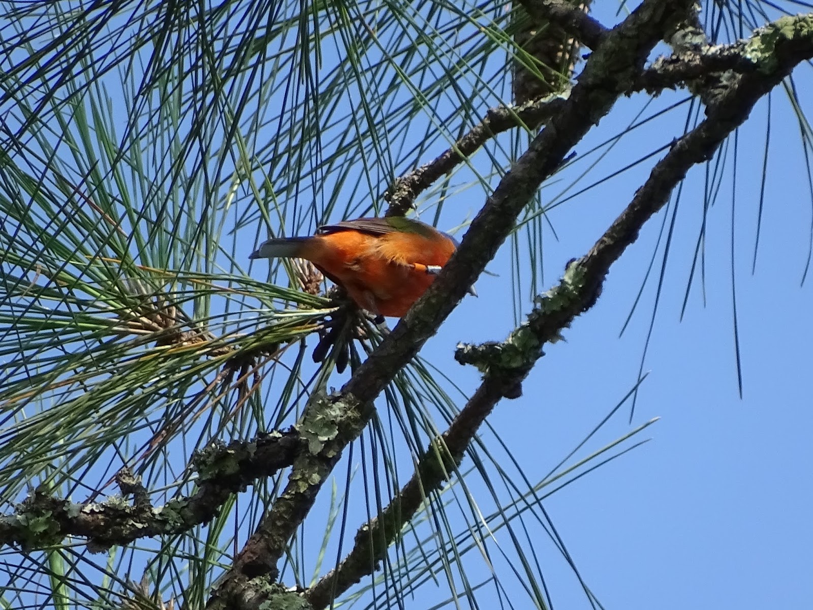 Bird Banding: Learning From Birds In-hand: Painted Buntings - Season Two