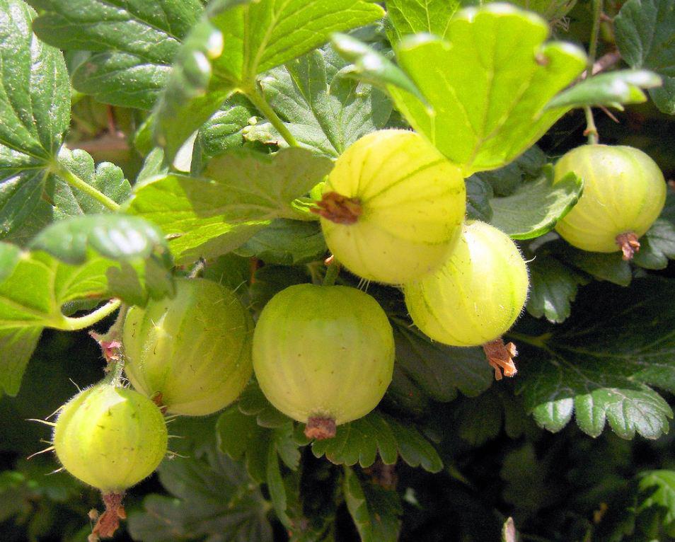 TU SALUD: Beneficios de la grosella espinosa india