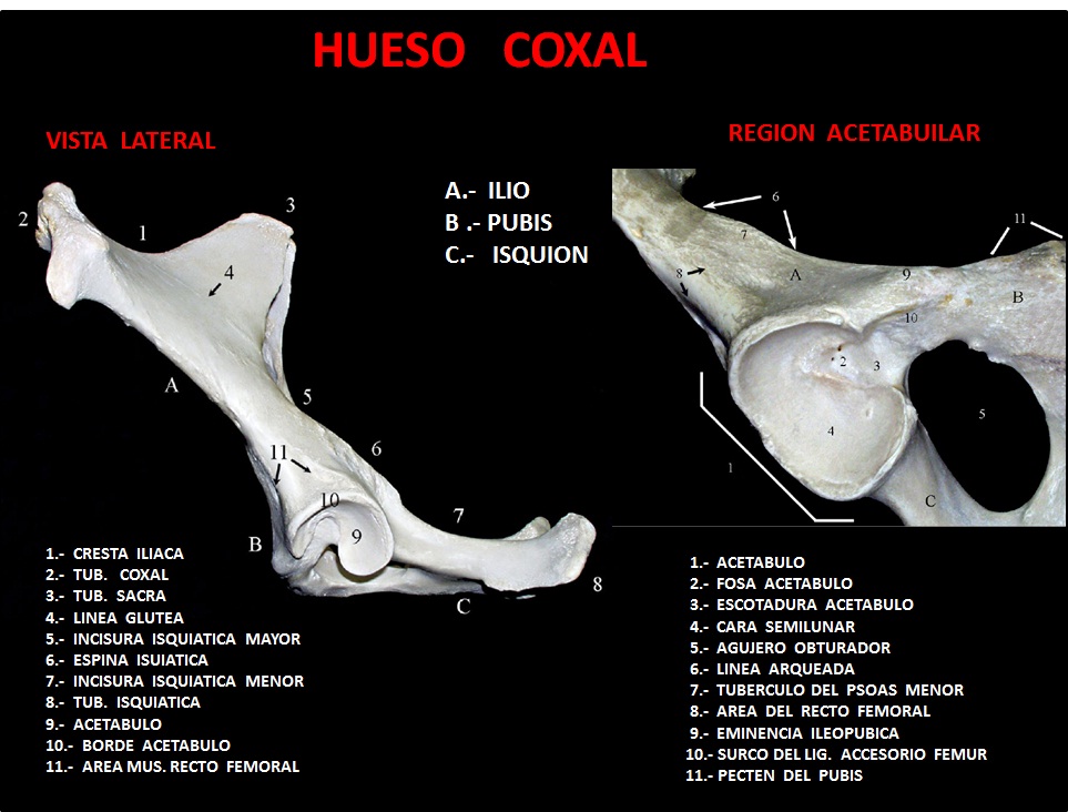 El caballo: El caballo