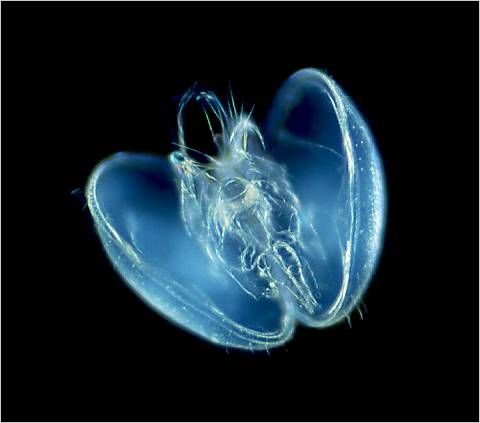 Springfield Plateau: Ostracods in a Fountain
