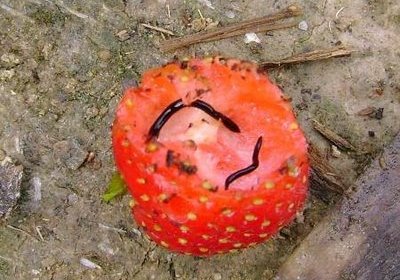 Arthur's Eden: Black Worms in Strawberries