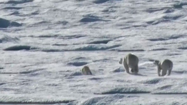[ESPANTO] Oso polar cazando un cachorro de su propia especie para poder ...
