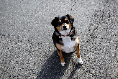 Dogs Info: Female Mutt