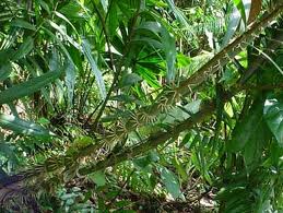 Top Terbaru 22+ Pokok Rotan