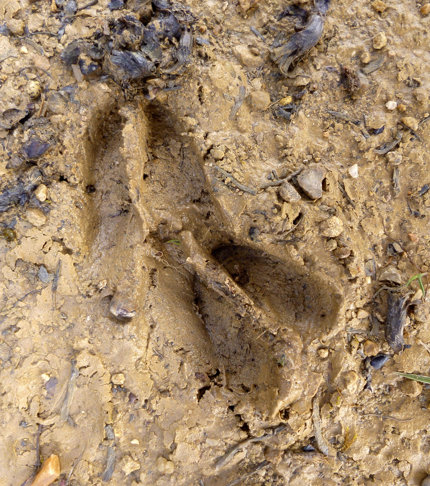 Huellas, rastros y señales: Corzo (Capreolus capreolus)