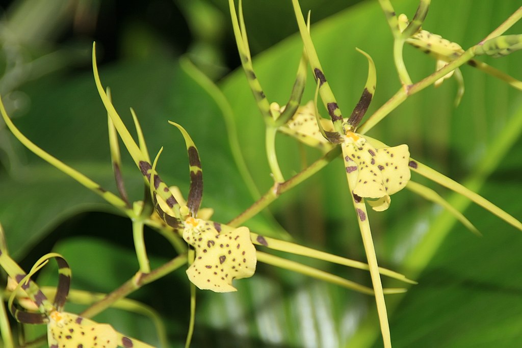 Grow and care Brassia maculata orchid - The Spotted Brassia | Travaldo ...