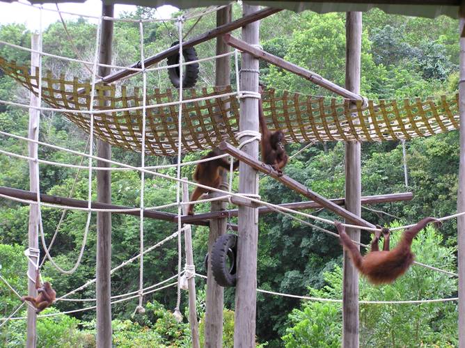 CITY TOUR & LOKAWI WILDLIFE PARK