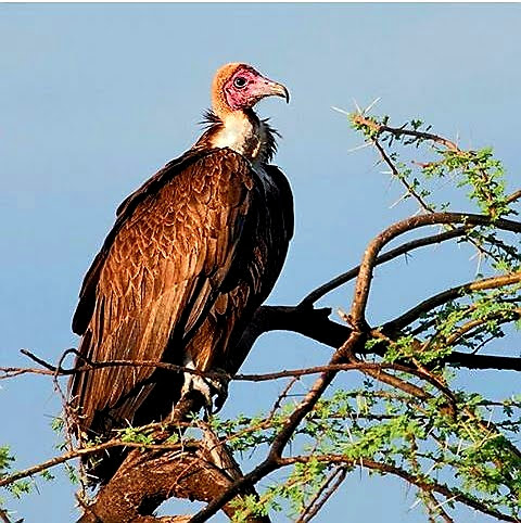 Atravs | A Traveler Redefined...: Birds of the Mara..