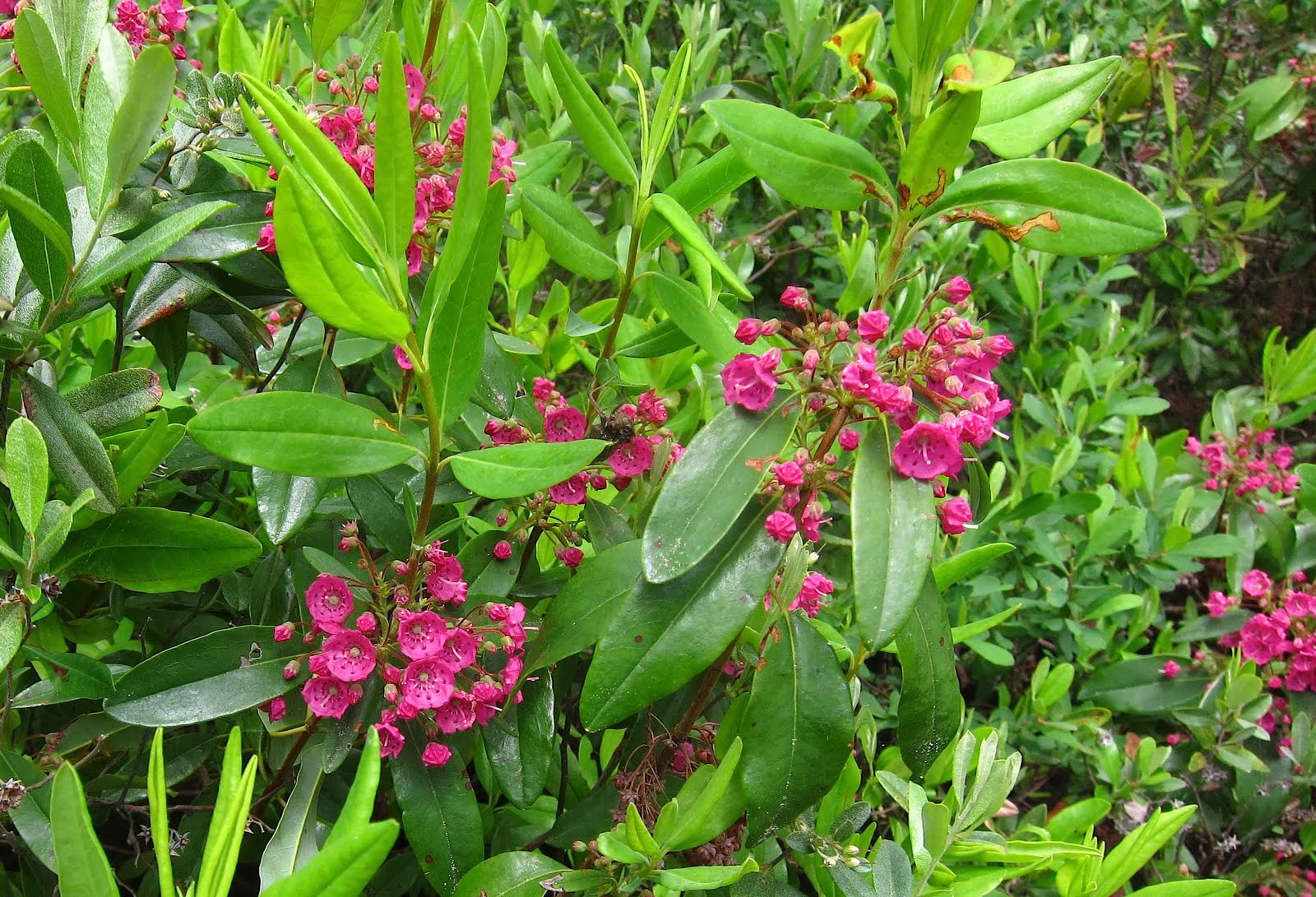 Saratoga woods and waterways: Before the Rain