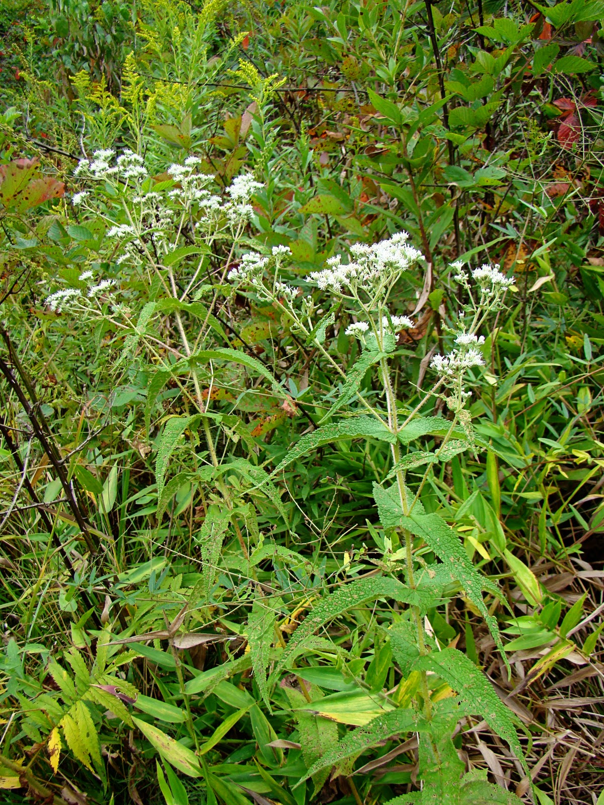 Rurification | Robin Edmundson: Eupatorium - Part 3