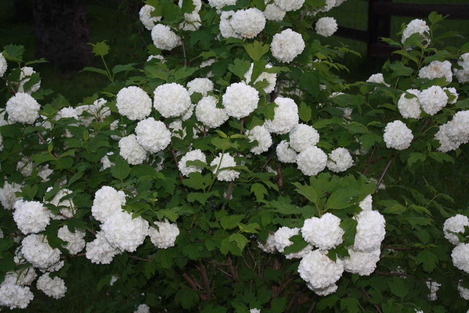 Once Upon a Family: Snowball Bush