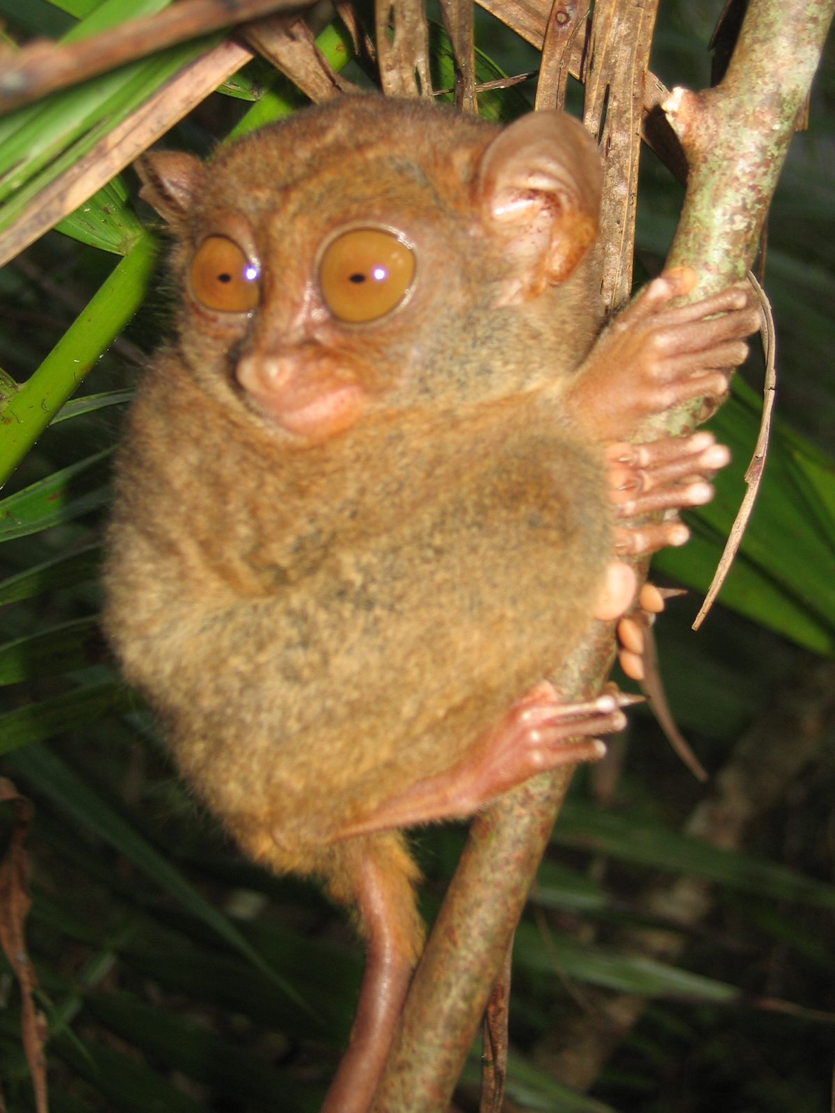 The world of globETrotter: Philippine Tarsier