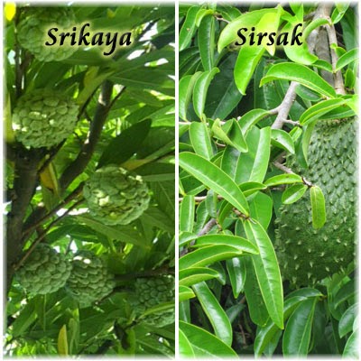 Manfaat Srikaya untuk Kesehatan ~ Malyva Jepara
