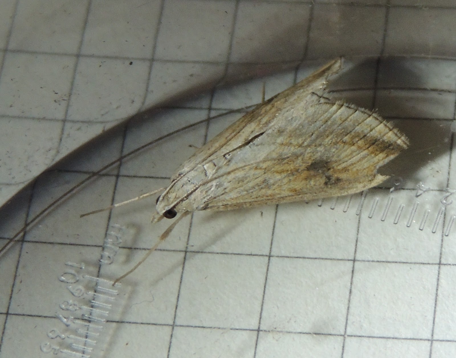 Gary's Birding Blog: All Moths Up to Date - Some real good'ns