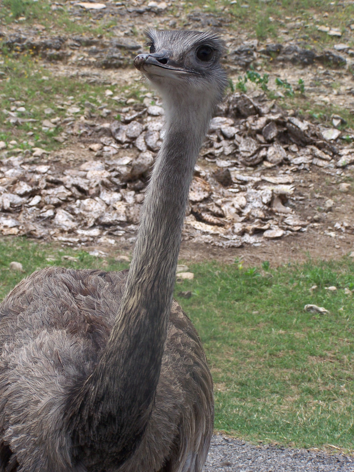 The Natural World: 23-Fact Tuesdays: The Natural Bridge Wildlife Ranch!