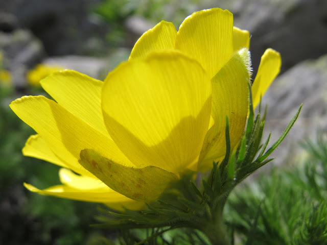 Sentir con Flores de Bach - Pilar Vidal Clavería: junio 2013