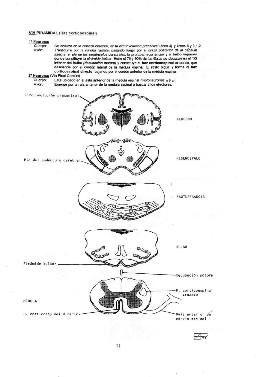 Estudiante de medicina : Apunte de neuroanatomia de Forlizzi Pro