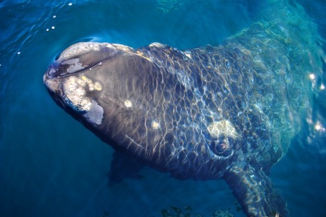 PATAGONIA ACUATICA: Monumento Natural Ballena Franca Austral