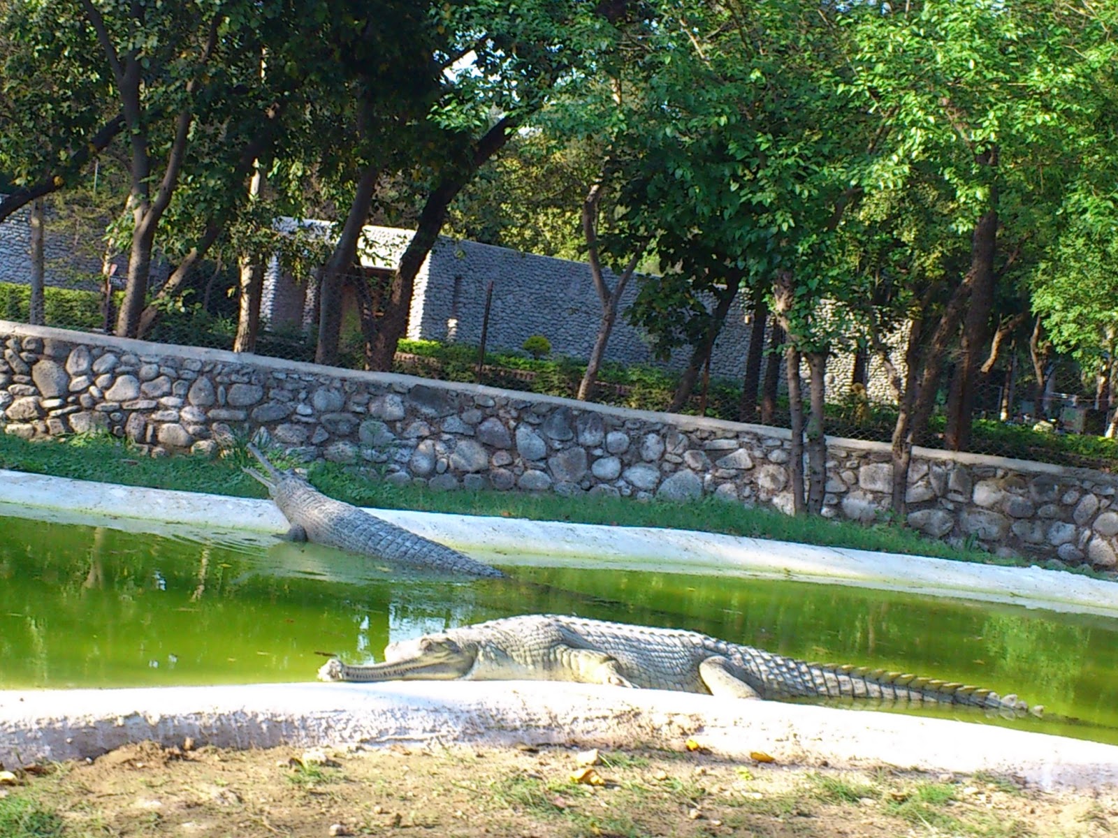 Chhatbir Zoo: Visit to Mahendra Chaudhary Zoological Park Chhatbir