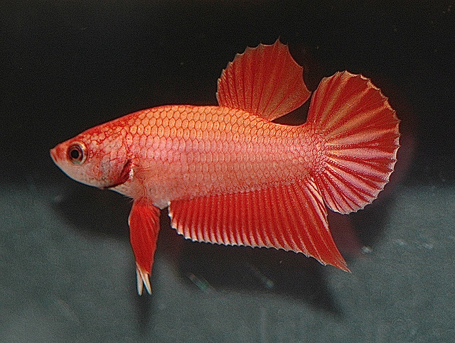 Jenis - jenis Ikan Laga ( Betta Fish )