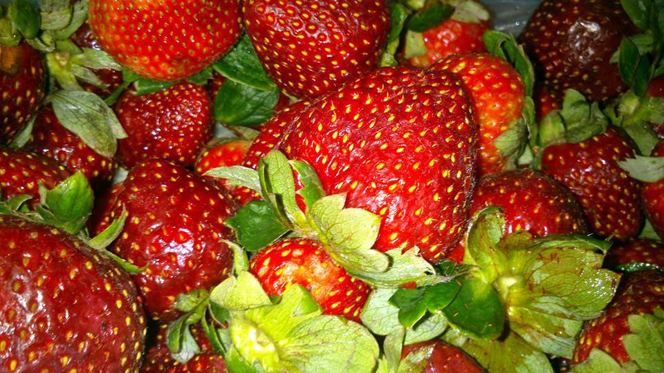 Jaime Ramos Méndez: Frutos del campo michoacano - Fresas del valle de ...