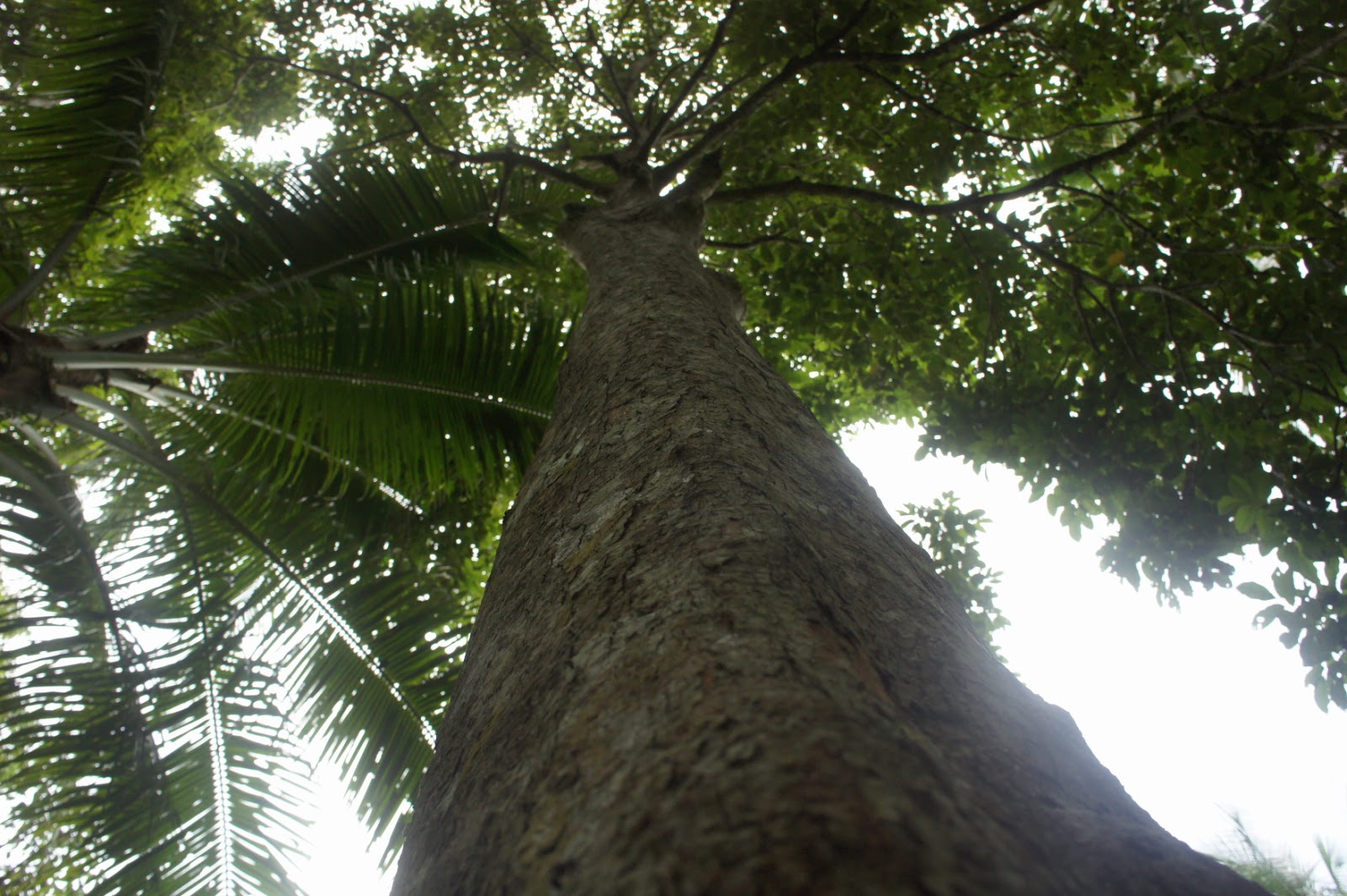 Awesome Bulusan!: Pili: Bicol's Heritage Flora