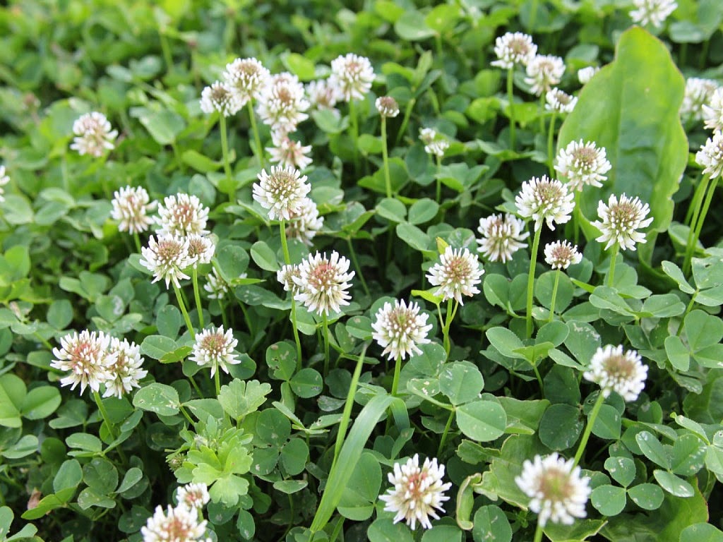 Las Hojas del Bosque: EL TRÉBOL