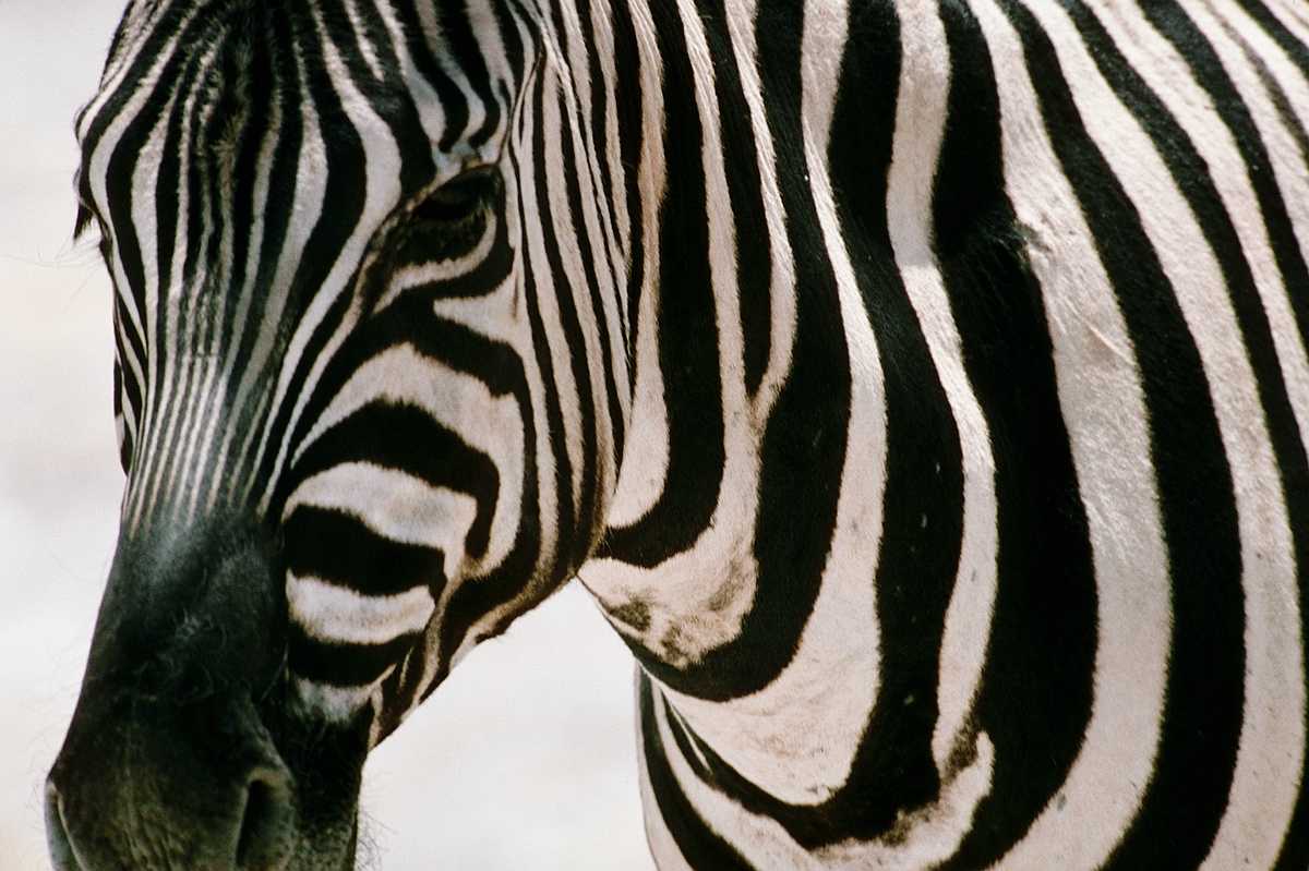 On Wings of Eagles: To Save the Zebra.
