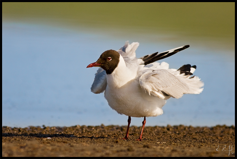 Eduard Baak - P H O T O G R A P H Y: Birds