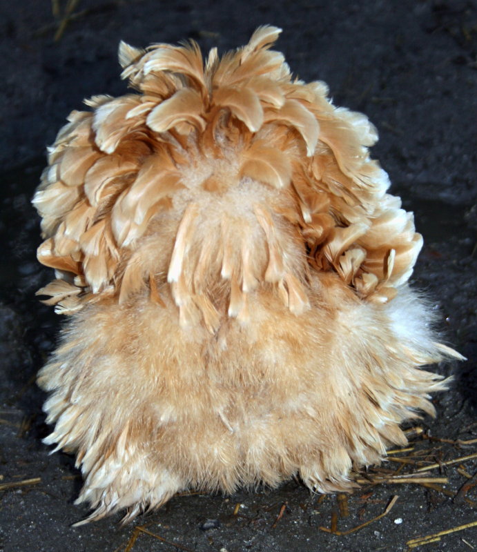 Jack's Henhouse: Chickens...