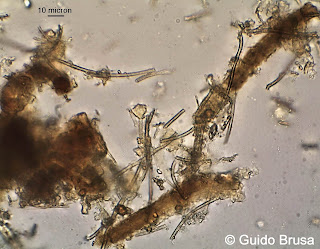 Flora Insubrica: Leptothrix ochracea