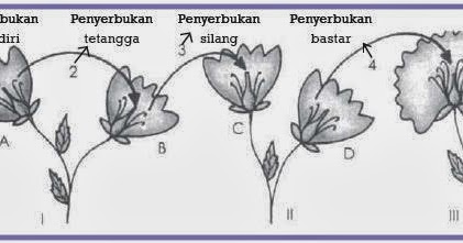 Pengertian Penyerbukan Dan Macam-Macam Penyerbukan - Aline Bordados