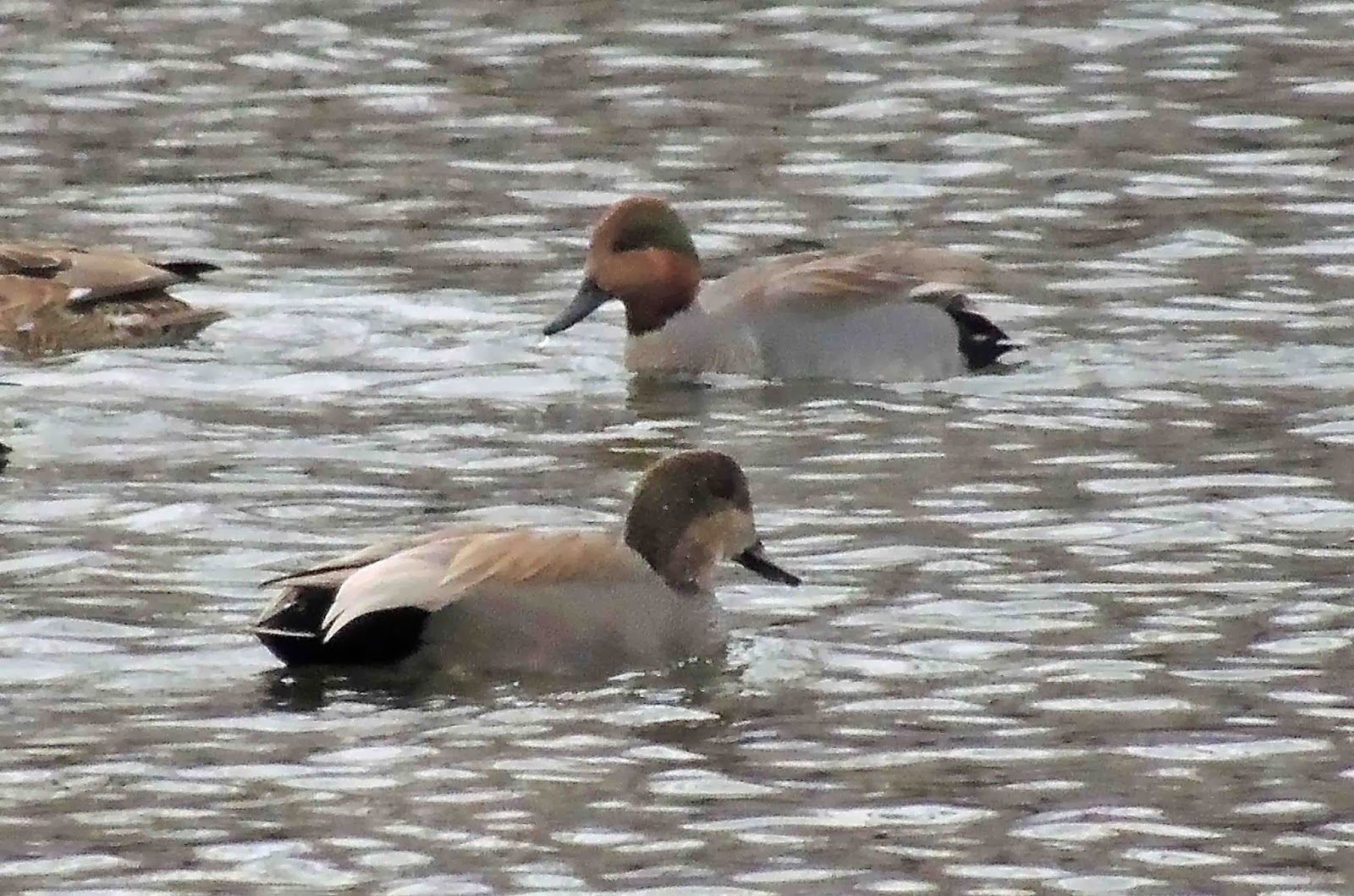 Triple Banded Ducks