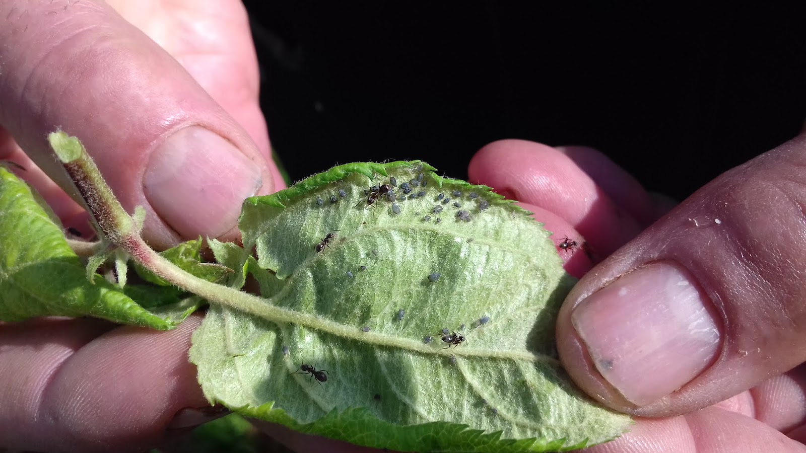 Verger bio de Louâtre