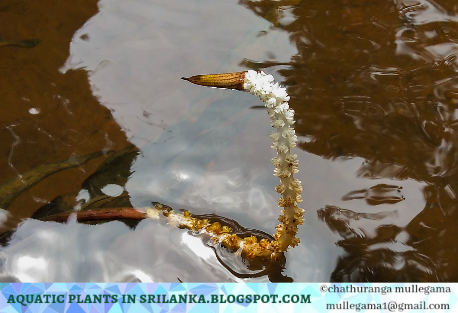 APONOGETON RIGIDIFOLIUS